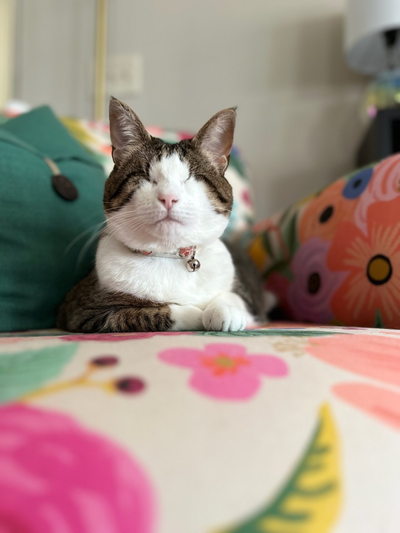 Pulptitis – crown Veterinary Dental Specialists