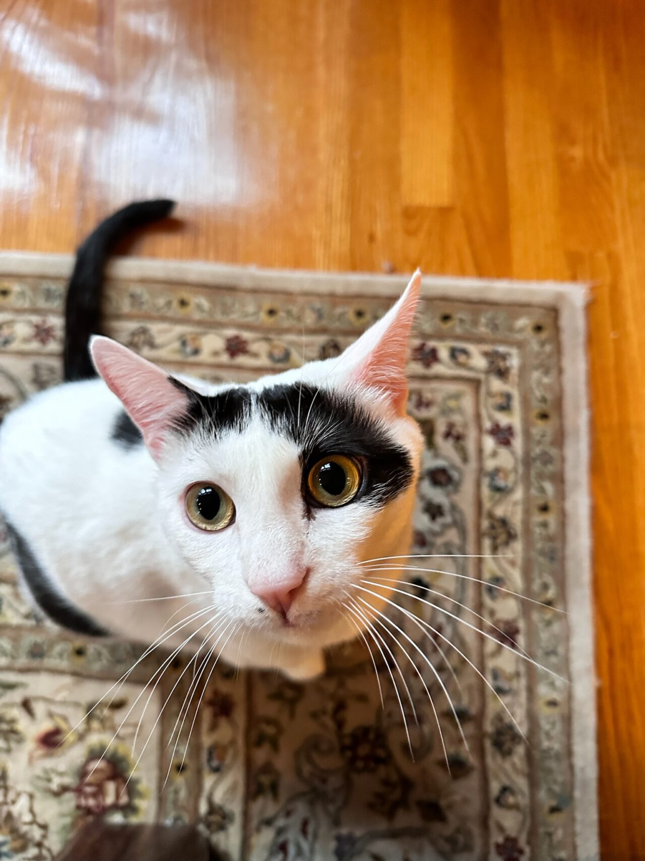 Enamel Defects | Crown Veterinary Dental Specialists