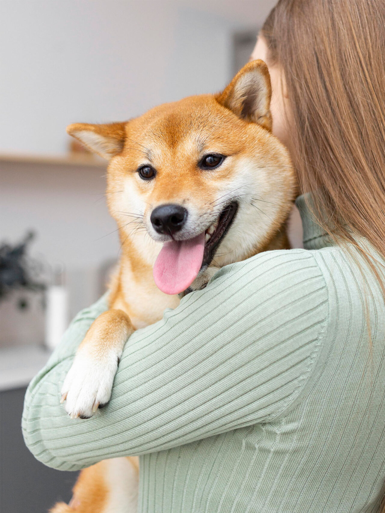 Pet Endodontics Charlotte, NC – crown Veterinary Dental Specialists